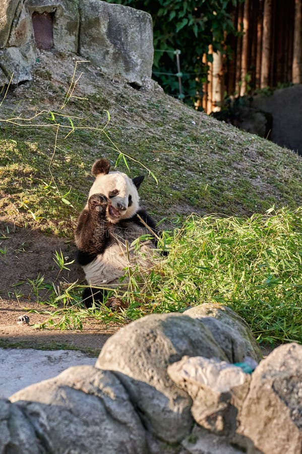Giant Panda in Captivity Breaking Bamboo Branches Stock Image - Image ...