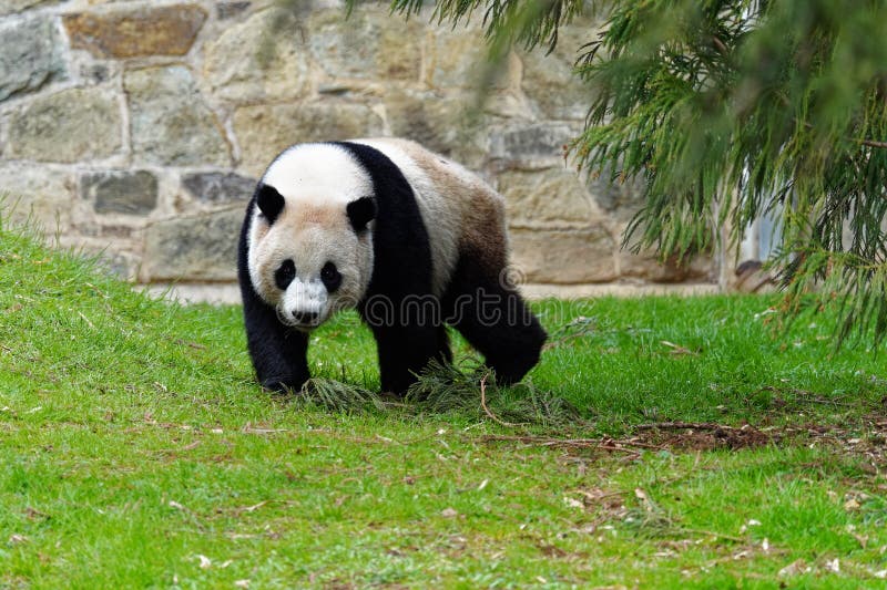 Giant Panda at Washington DC Zoo Stock Photo - Image of sheep, bovine ...
