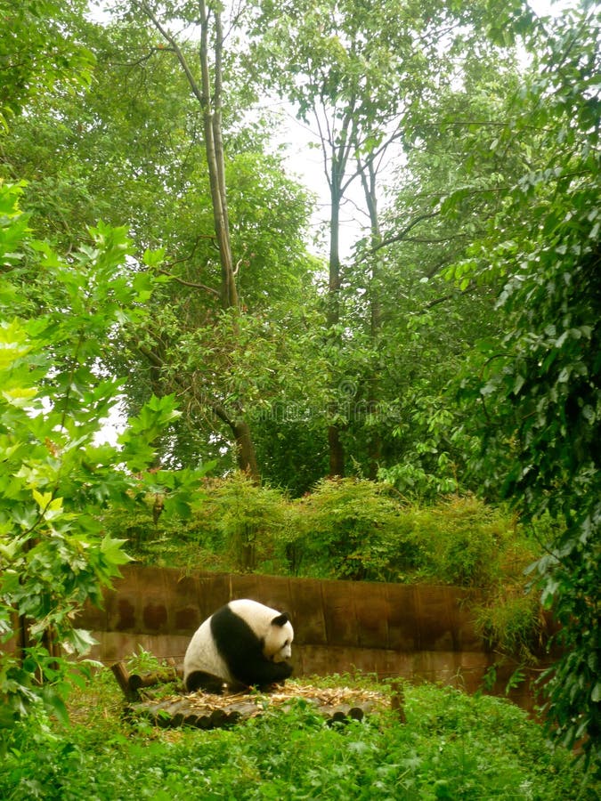 Giant Panda at the Chengdu Panda Base, Sichuan Province, China Stock ...