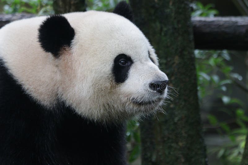 Giant Panda in Chengdu, China Stock Photo - Image of staring, giant ...