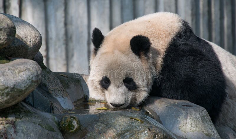 Giant Panda in Chengdu, Sichuan, China Stock Photo - Image of asian ...
