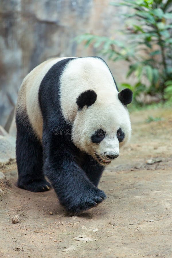 202 Giant Panda Tail Stock Photos - Free & Royalty-Free Stock Photos ...