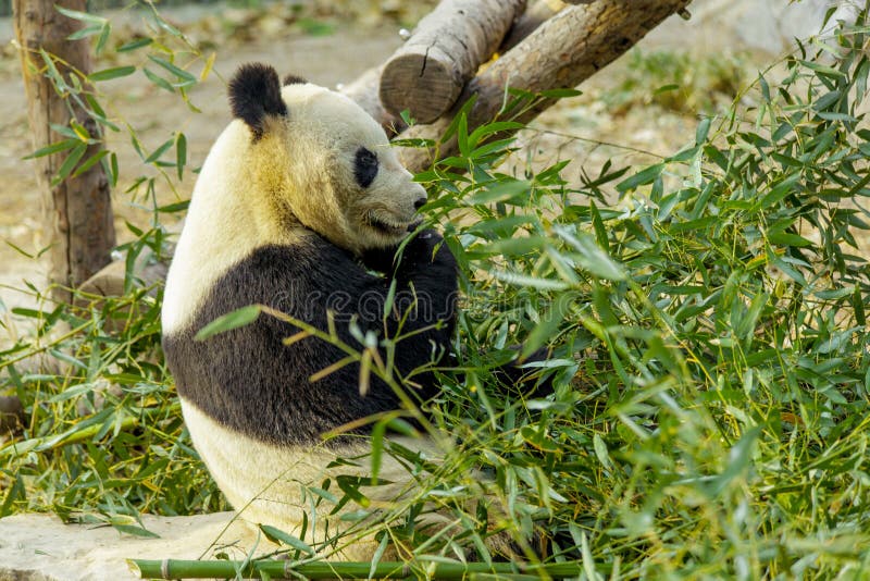 Giant Panda China. Panda Eats Bamboo. Stock Photo - Image of cute ...
