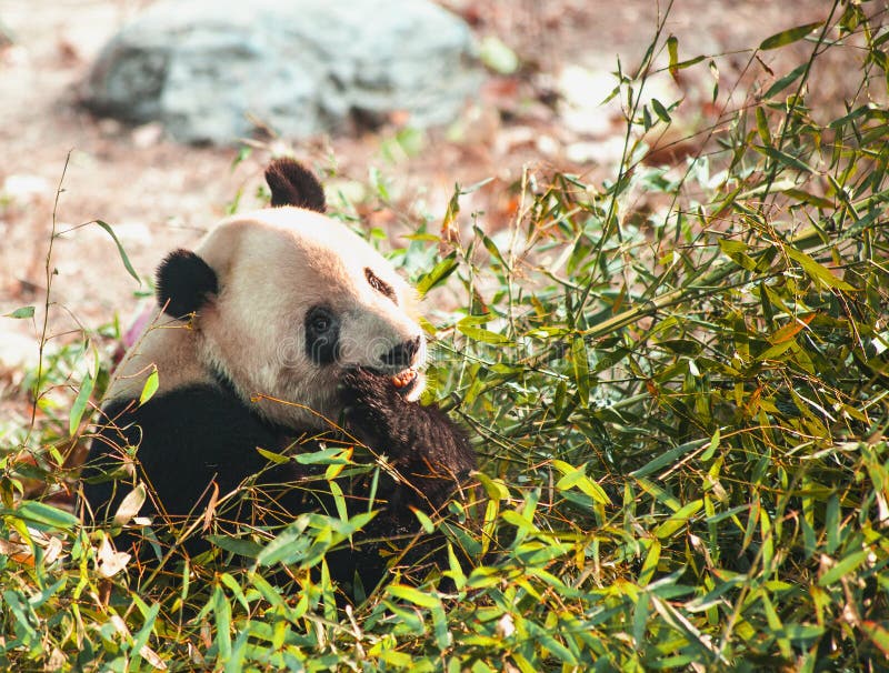 Giant Panda China. Panda Eats Bamboo. Stock Photo - Image of baby, east ...