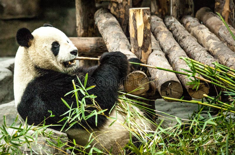 Giant Panda China. Panda Eats Bamboo. Stock Photo - Image of animal ...