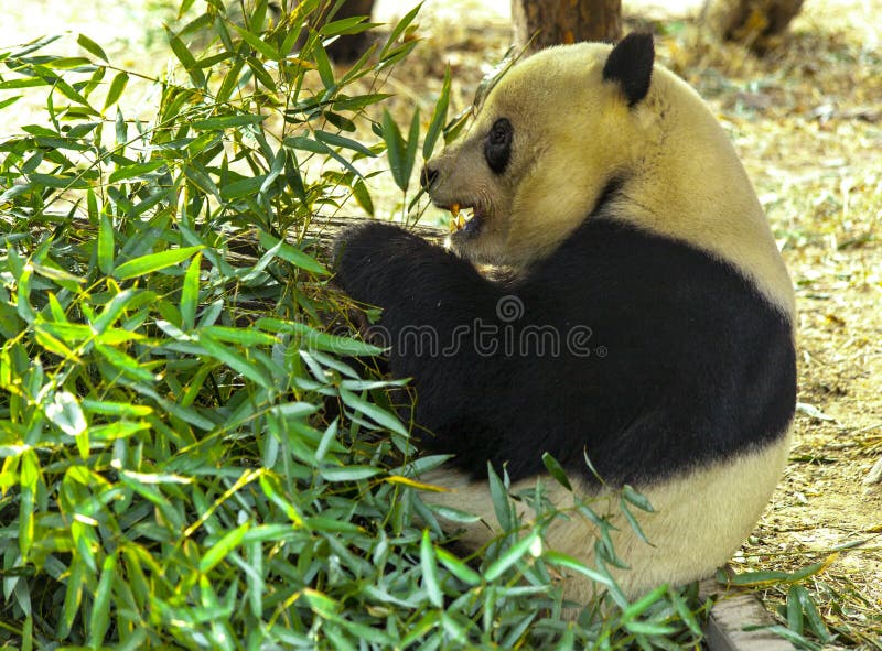 Giant Panda China. Panda Eats Bamboo. Stock Image - Image of tropical ...