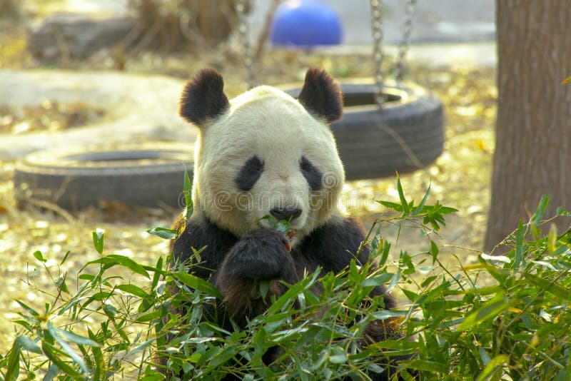 Giant Panda China. Panda Eats Bamboo. Stock Photo - Image of endanger ...