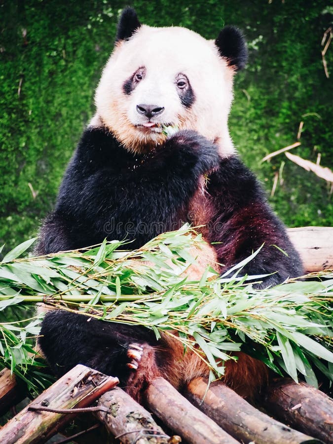 Giant Panda in Chongqing Zoo Stock Photo - Image of endangered, park ...