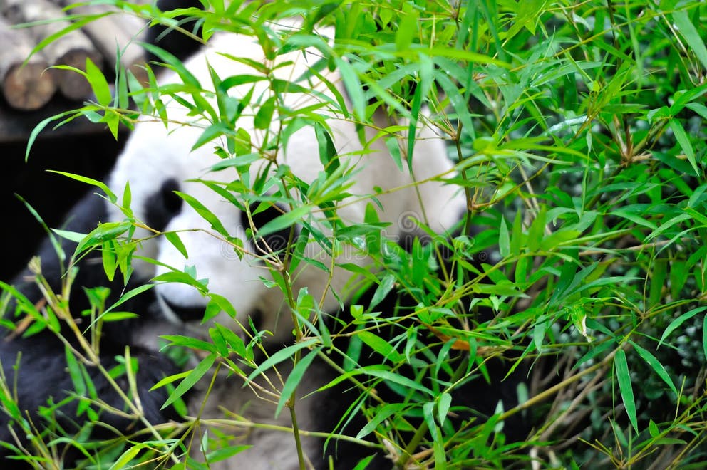 Giant Panda stock image. Image of china, bamboo, grass - 66550371