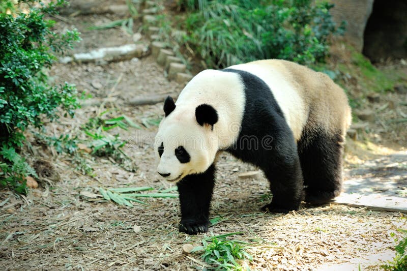 Giant Panda stock image. Image of asia, leaf, forest - 66550387