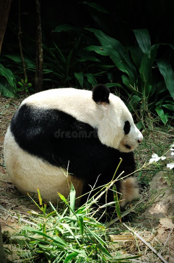 Giant panda stock photo. Image of giant, panda, asia - 40766268