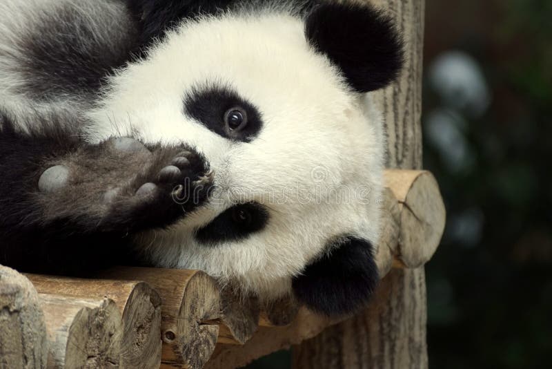 Giant Panda in Panda Conservation Centre Stock Photo - Image of bamboo ...