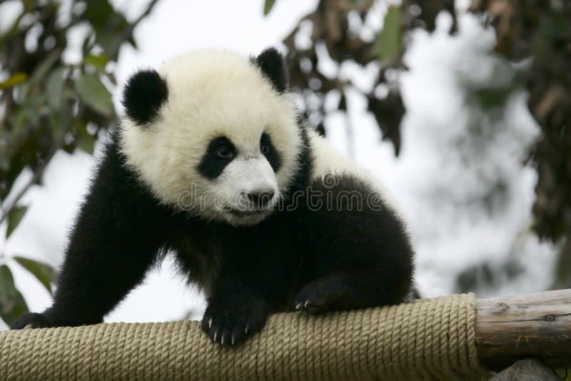 Giant Panda Cub stock photo. Image of bear, animals, bears - 3614150