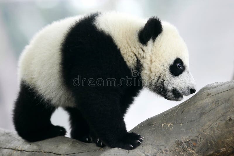Giant Panda Cub stock photo. Image of china, giant, bears - 3614188