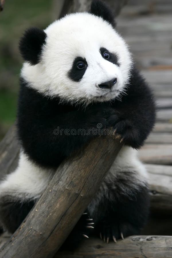 Giant Panda Cub stock photo. Image of bear, animals, bears - 3614150