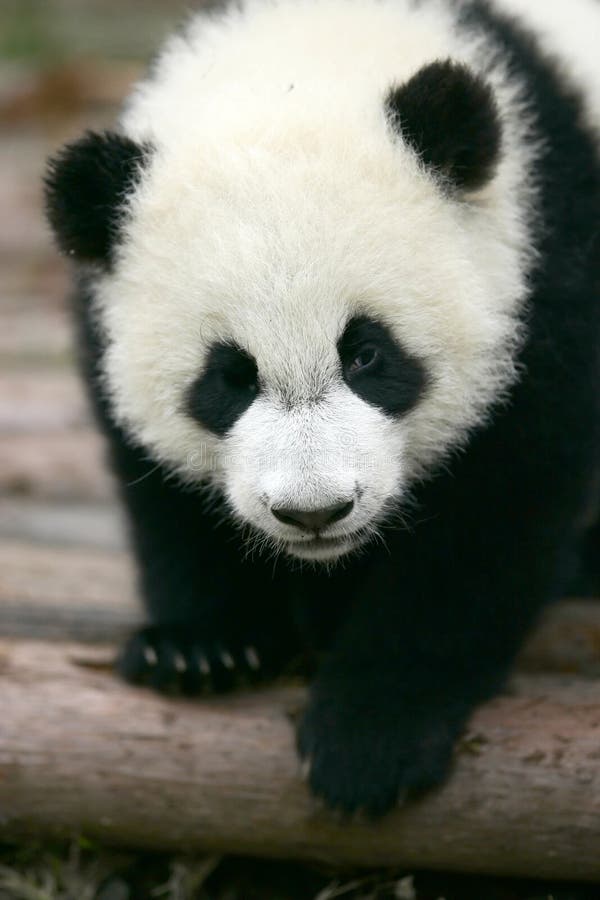 Giant Panda Cub stock image. Image of bamboo, wild, small - 3614205