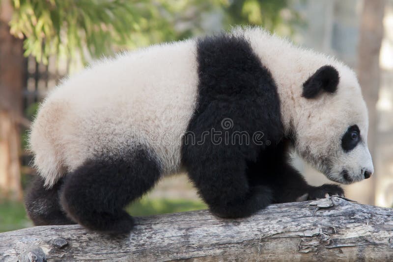 Panda Cub stock photo. Image of black, shrubs, china, asian - 6475812