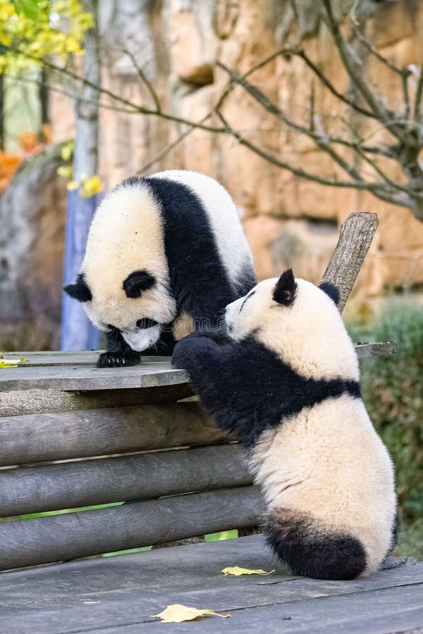 Giant panda cubs playing stock photo. Image of melanoleuca - 276268344