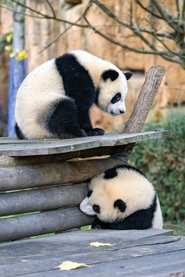 Giant panda cubs playing stock photo. Image of ailuropoda - 276268382