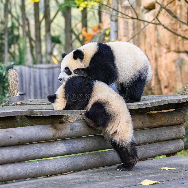 Giant panda cubs playing stock photo. Image of symbol - 276268386