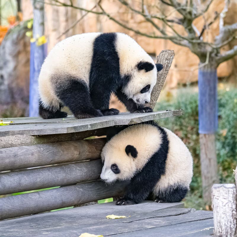 Giant panda cubs playing stock photo. Image of protection - 276268390