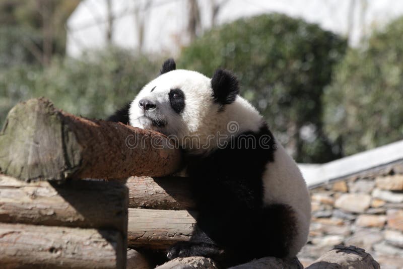 Giant Panda Cub stock image. Image of adorable, bamboo - 104451609