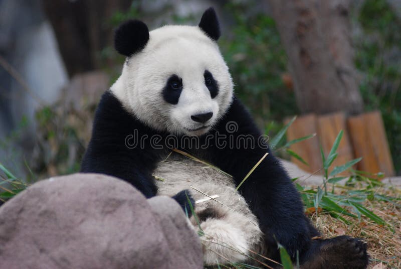 Giant panda stock image. Image of bamboo, asia, black - 38194767