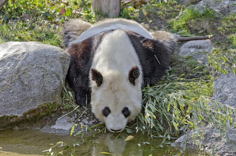 Red panda drinking stock image. Image of wildlife, nature - 19271785
