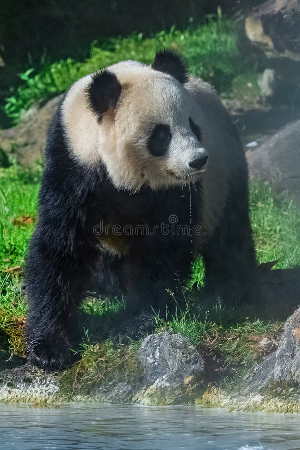 Red panda drinking stock image. Image of wildlife, nature - 19271785