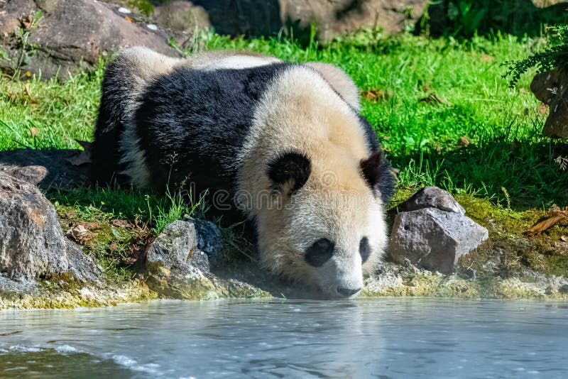 Giant panda drinking stock image. Image of forest, baby - 150745453