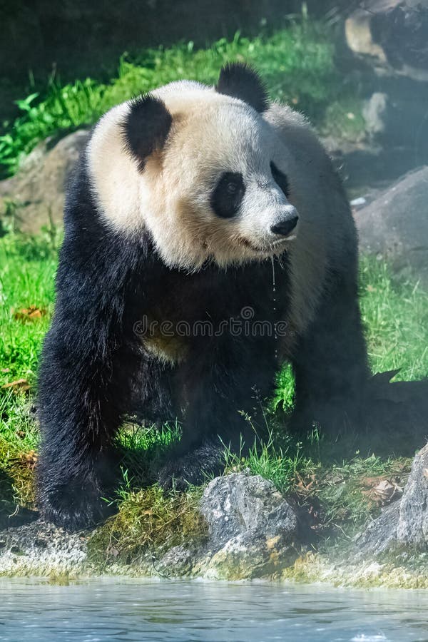 Panda Drinking stock photo. Image of symbol, unique, environment - 2933684