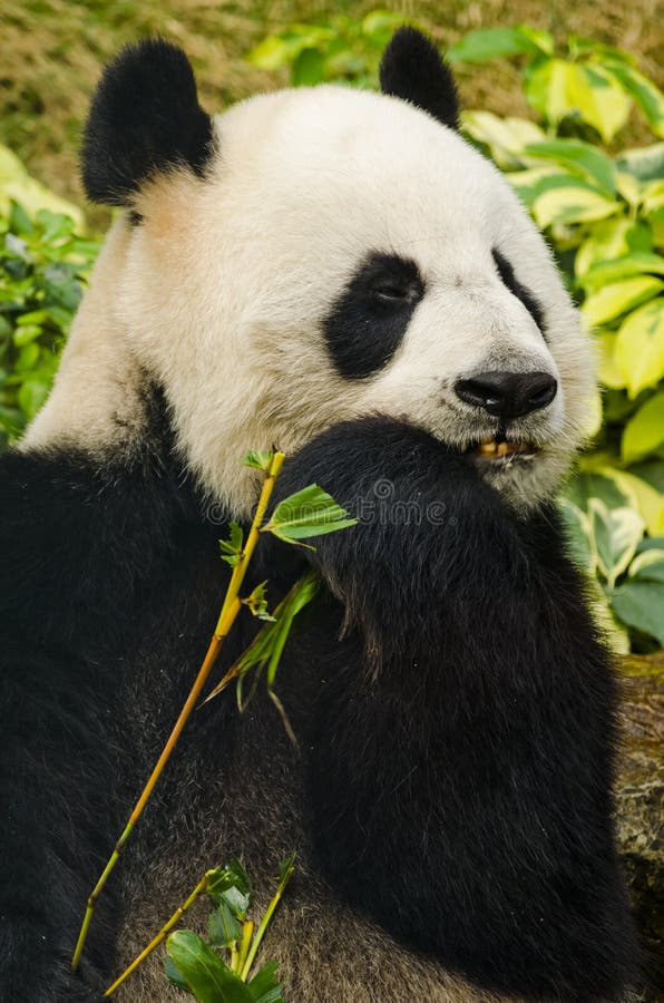 Giant Panda Eating stock photo. Image of orient, bear - 26306424