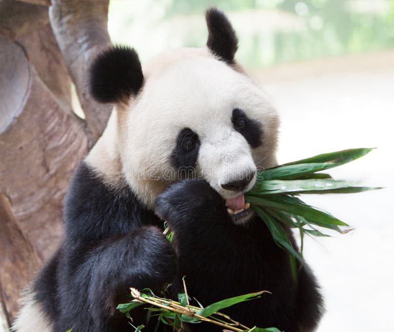 33,916 Bamboo Animal Stock Photos - Free & Royalty-Free Stock Photos ...