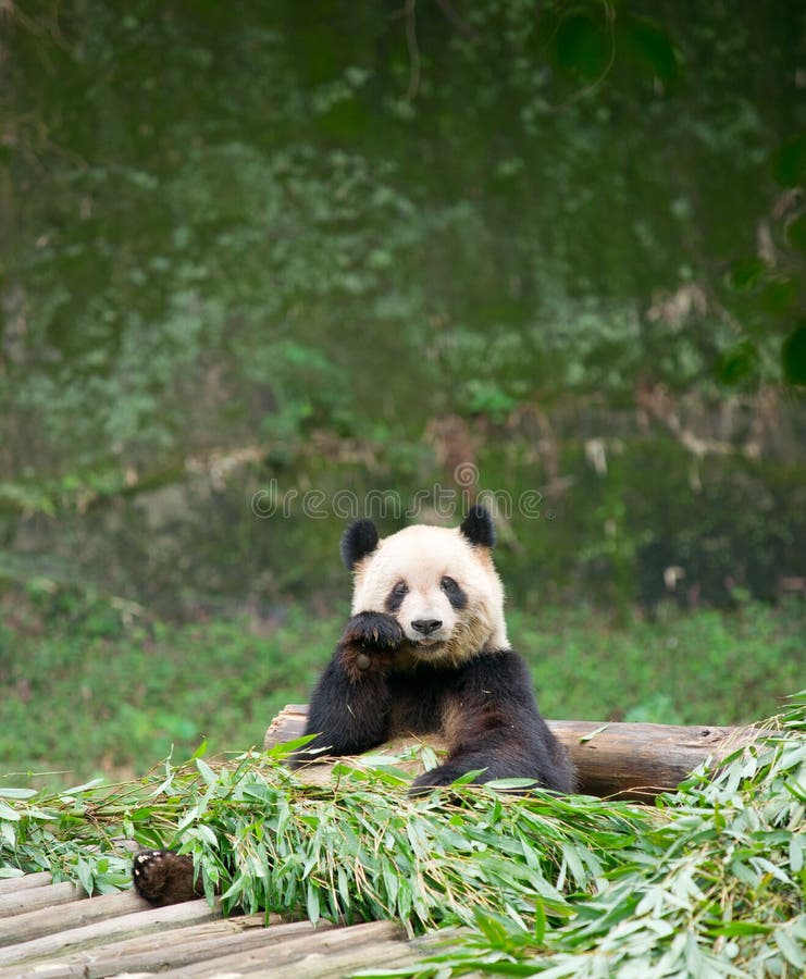 Panda eating bamboo stock photo. Image of china, giant - 255531620