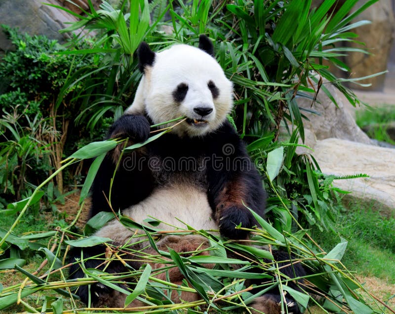 Giant panda eating bamboo stock photo. Image of grass - 27449708