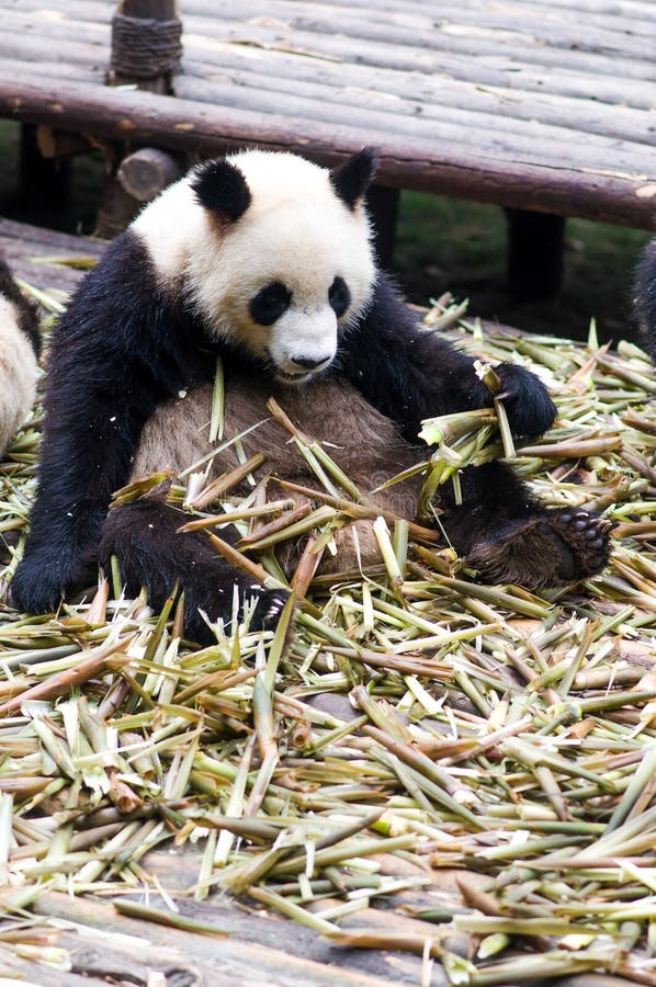 Giant Panda Eating Bamboo by Chendu Stock Image - Image of chengdu ...