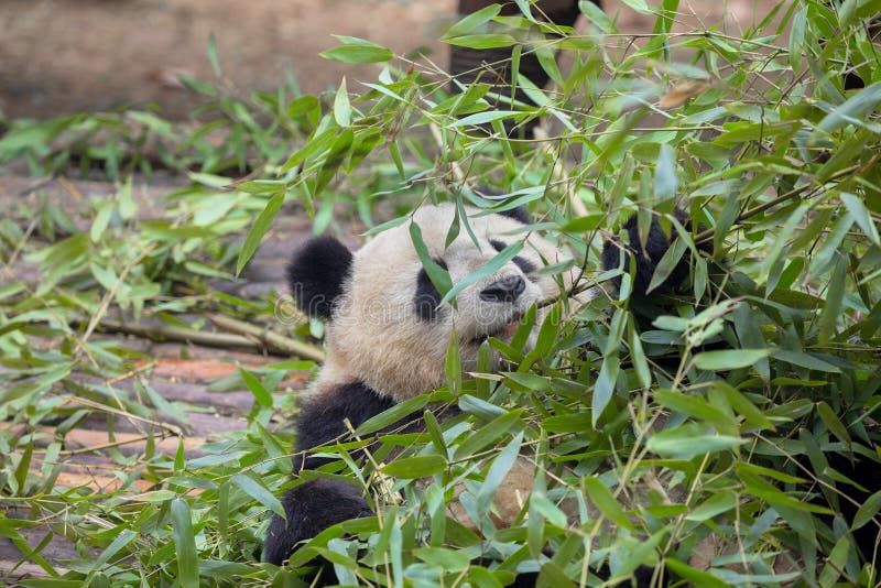 Giant panda eating bamboo stock photo. Image of panda - 91981872