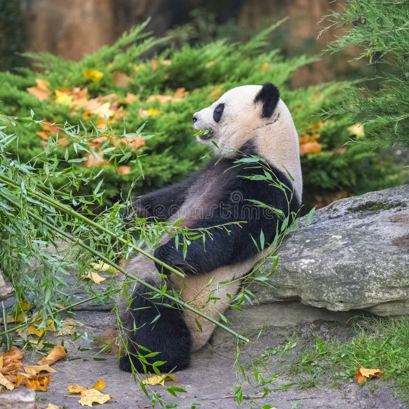 Giant Panda Eating Bamboo in the Grass in Autumn Stock Photo - Image of ...