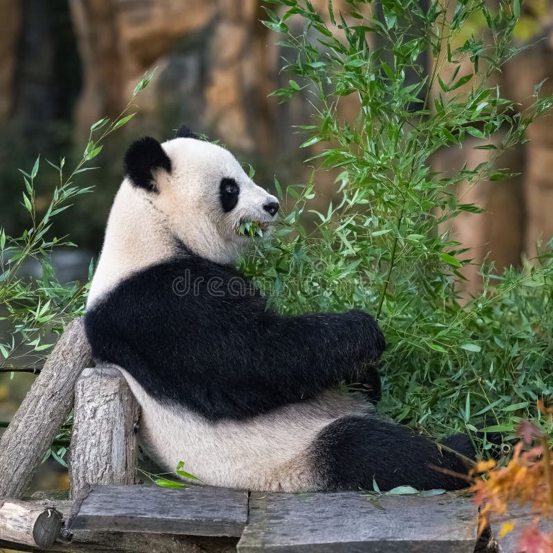 Giant Panda Eating Bamboo in the Grass in Autumn Stock Photo - Image of ...