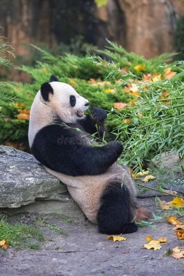 Panda eating bamboo stock photo. Image of china, giant - 255531620