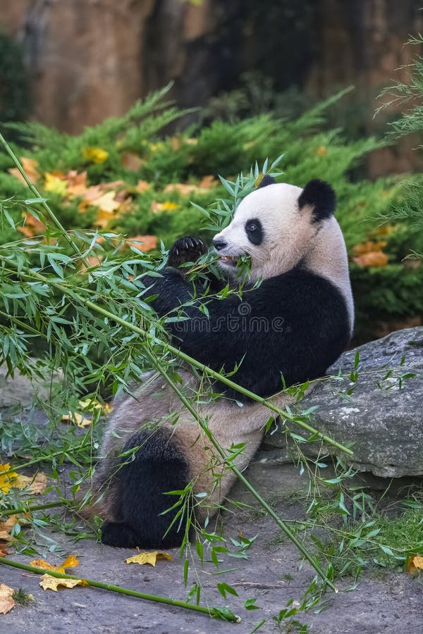 Panda eating bamboo stock photo. Image of china, giant - 255531620
