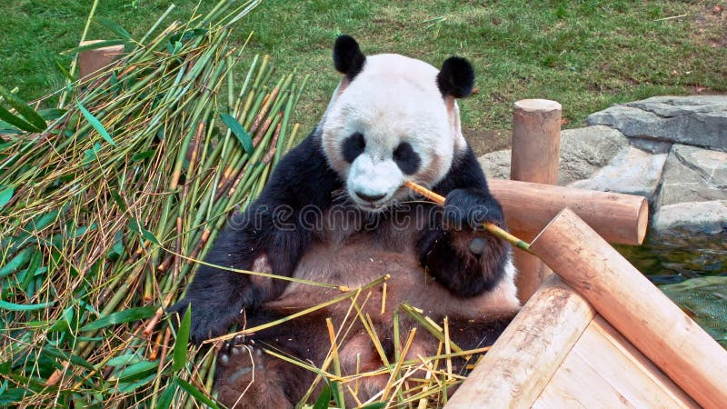 Giant Panda Relaxing while Eating Bamboo, an Iconic Symbol of Wildlife ...
