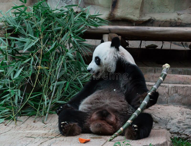 Giant Panda eating bamboo stock photo. Image of color - 60649054