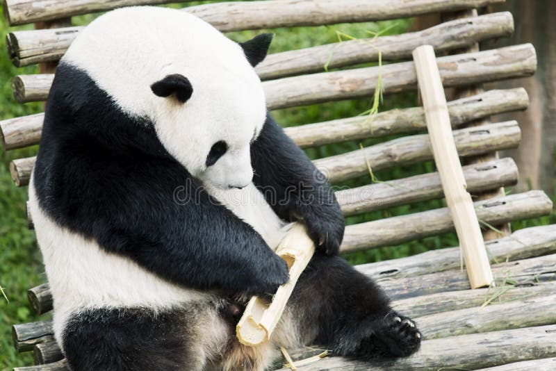 Giant Panda Eating Bamboo at Zoo Stock Photo - Image of habitat, forest ...