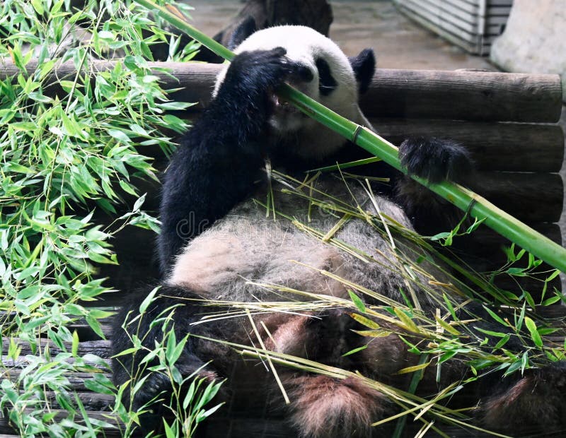 A giant panda eats bamboo stock photo. Image of asia - 294042430