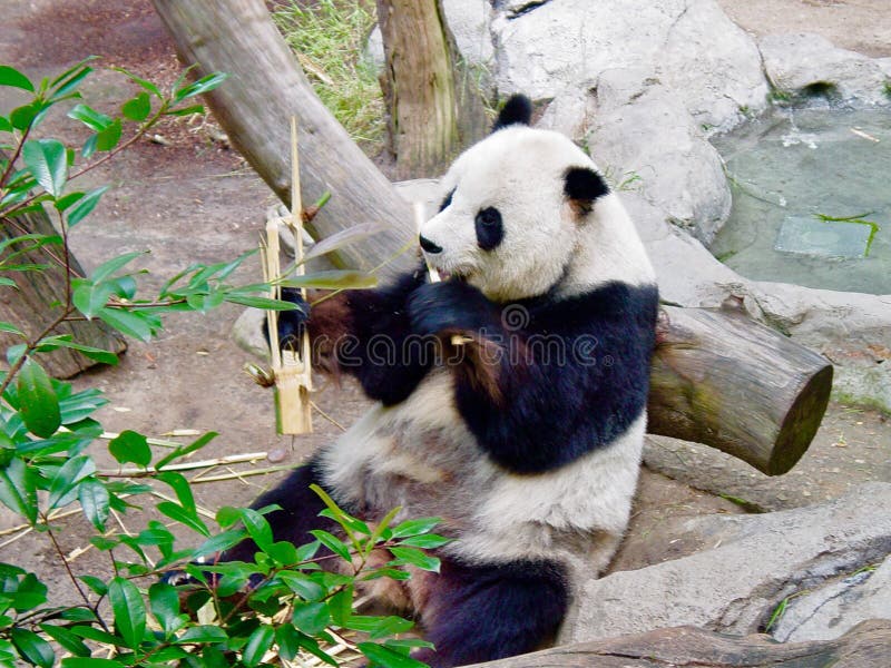 Panda Dinner editorial stock image. Image of enjoying - 105820574