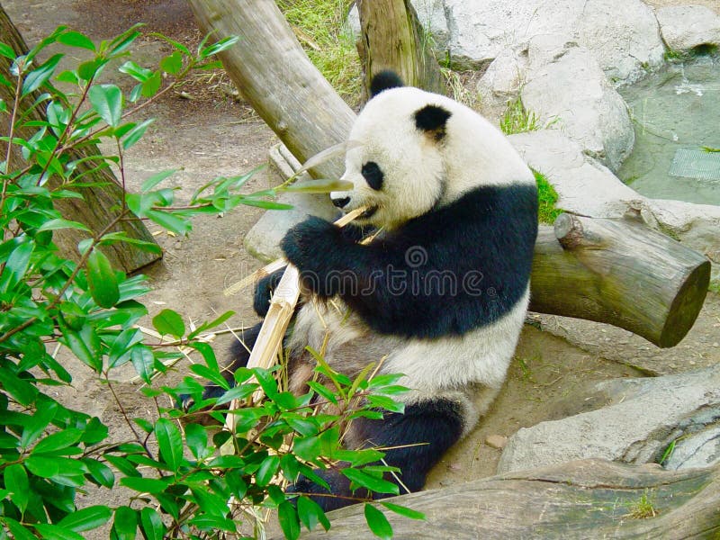 Panda Dinner editorial stock image. Image of panda, giant - 105820589
