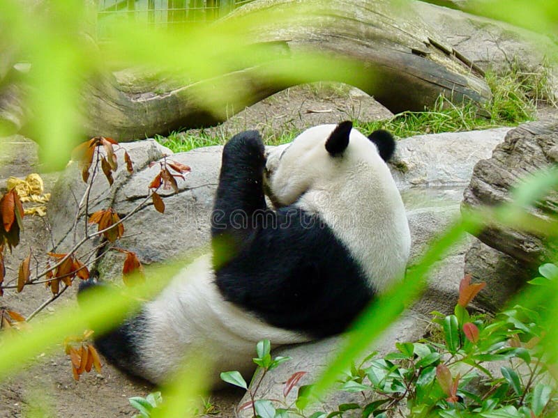 Panda Dinner stock image. Image of snout, bamboo, organism - 105820615