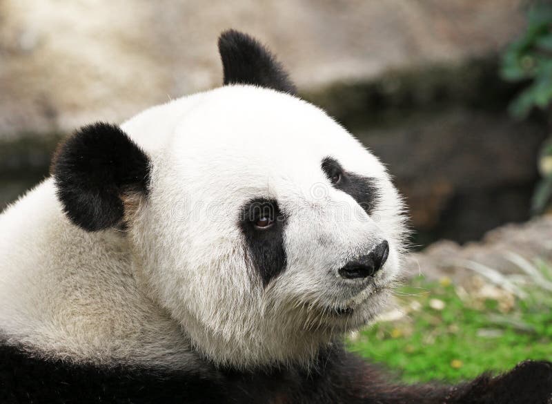 Giant Panda Face Shot, Side Profile, Looking Back at Camera Stock Image ...