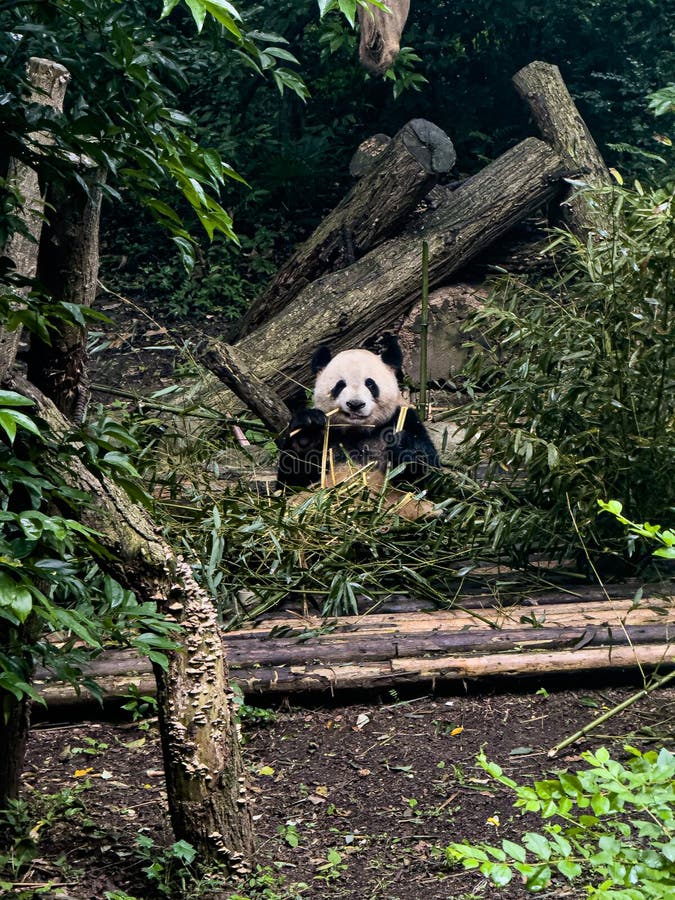 Giant panda in the forest stock photo. Image of adorable - 343322318